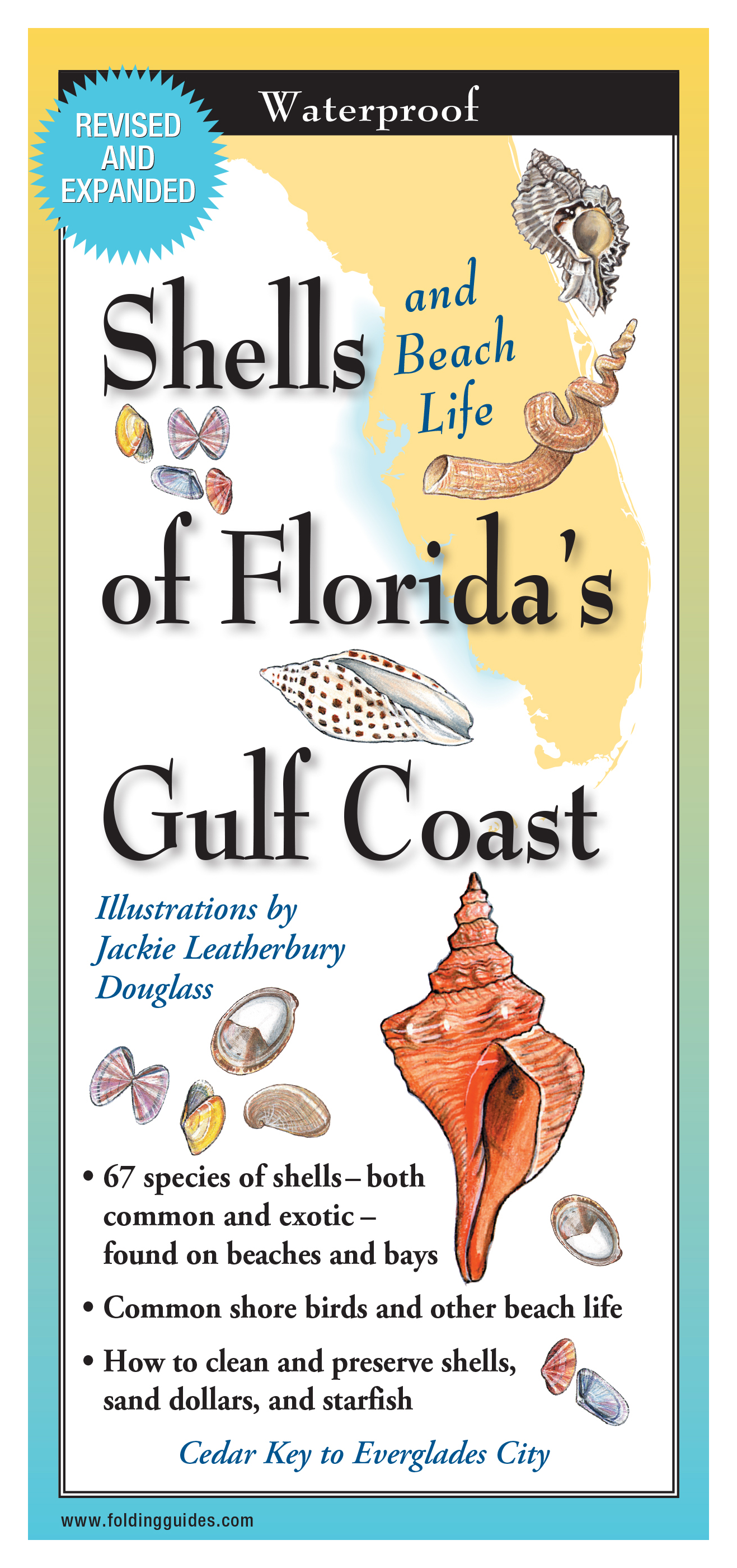 Shells and Beach Life of Florida's Gulf Coast Laminated Folding Guide ...